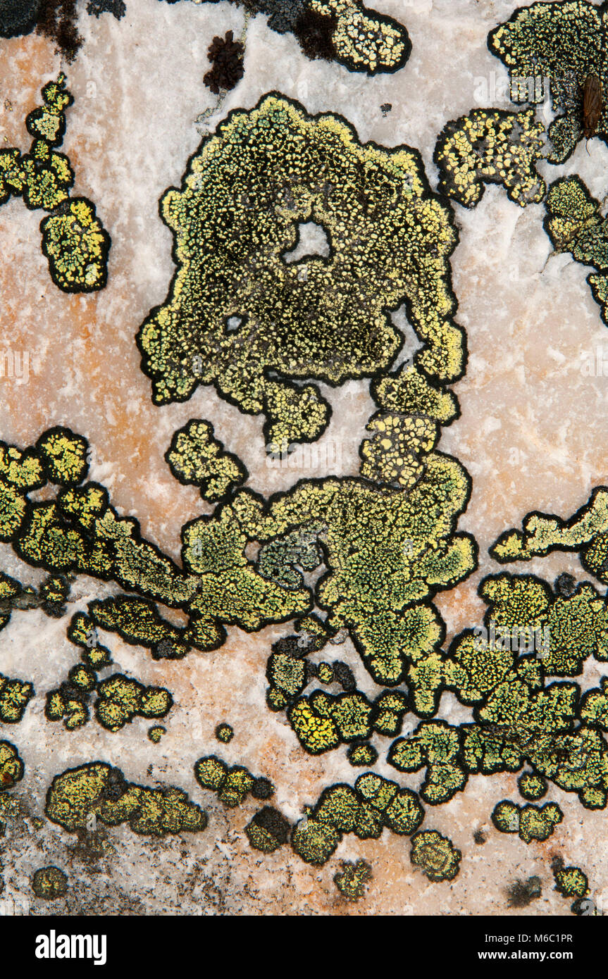Lichen on rock along Larch Valley Trail, Banff National Park, Alberta ...