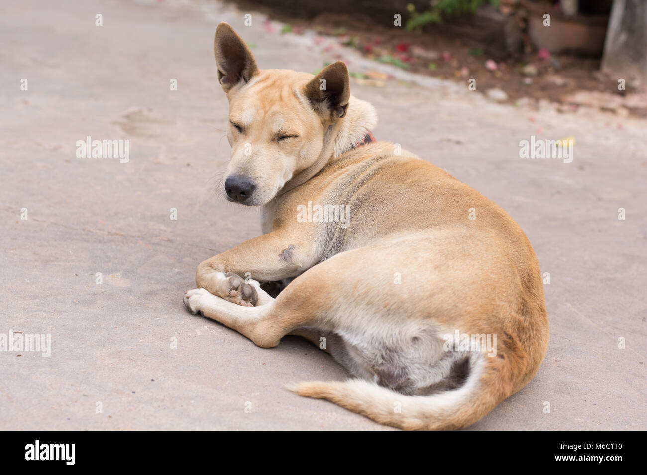 funny dog with eye closed Stock Photo - Alamy