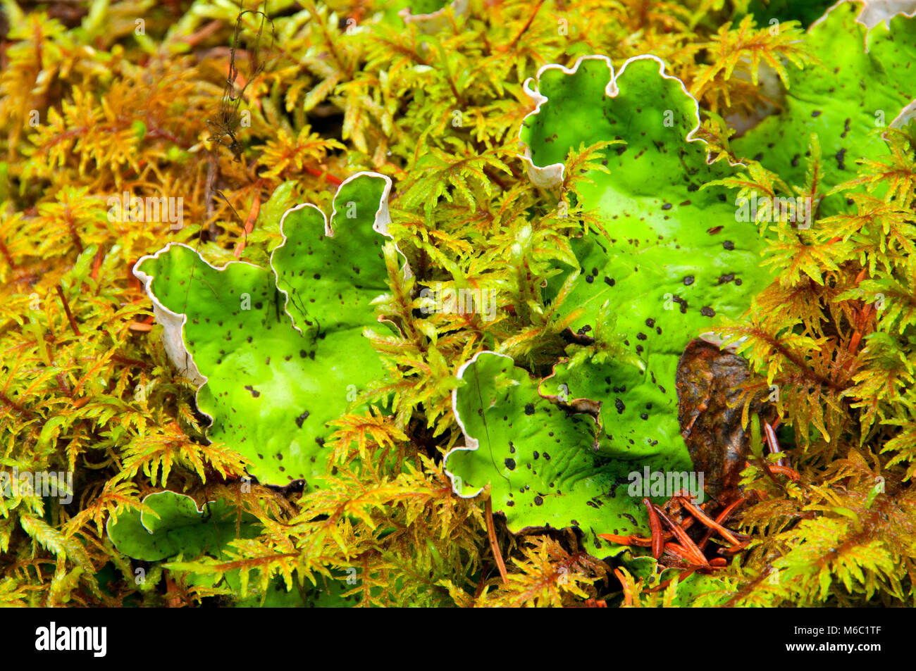 Lichen along Fairview Lookout Trail, Banff National Park, Alberta ...