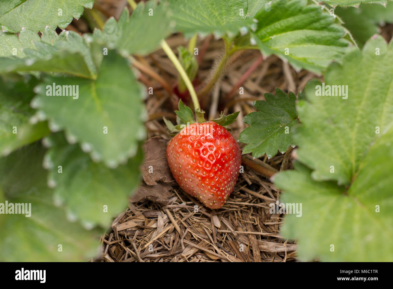 ripe strawberry in a stawbery tree Stock Photo - Alamy