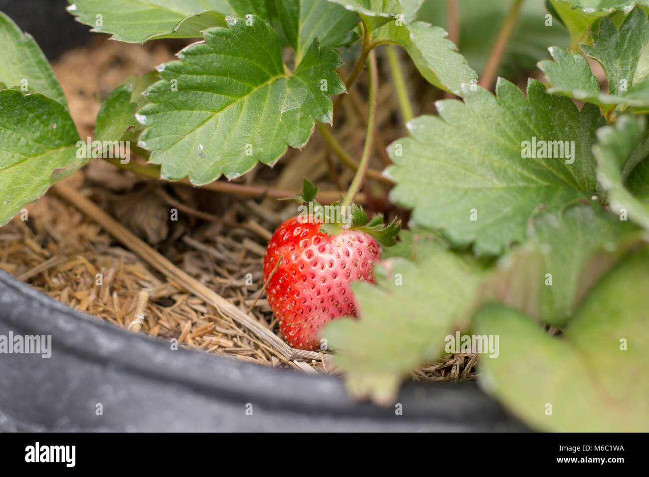 ripe strawberry in a stawbery tree Stock Photo - Alamy