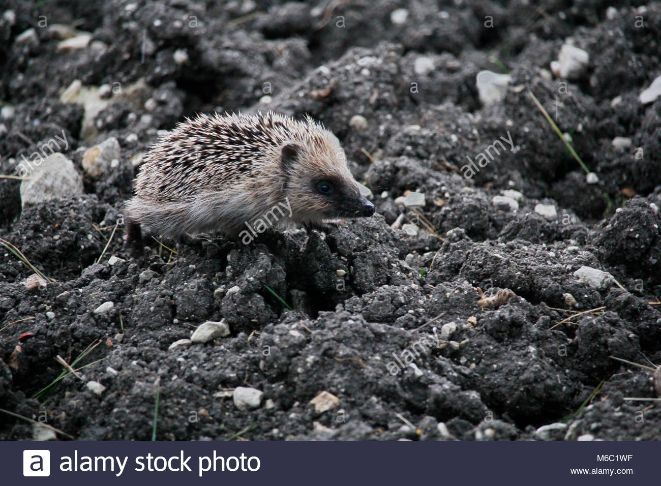Hedgehog Running Stock Photos & Hedgehog Running Stock Images - Alamy