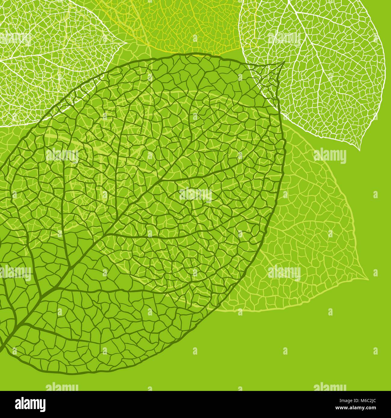 Fresh green leaves background - vector illustration Stock Vector Image ...