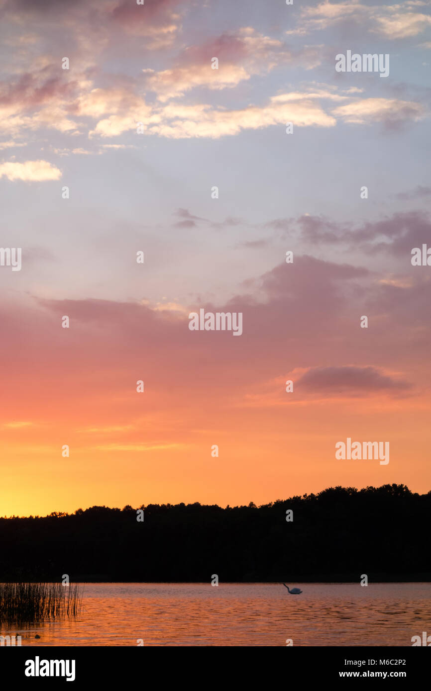 Swan sunset hi-res stock photography and images - Alamy