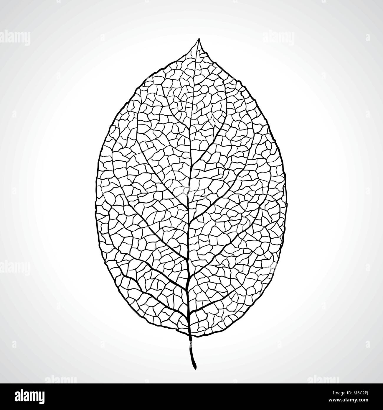Black macro leaf natural isolated. Vector illustration Stock Vector ...