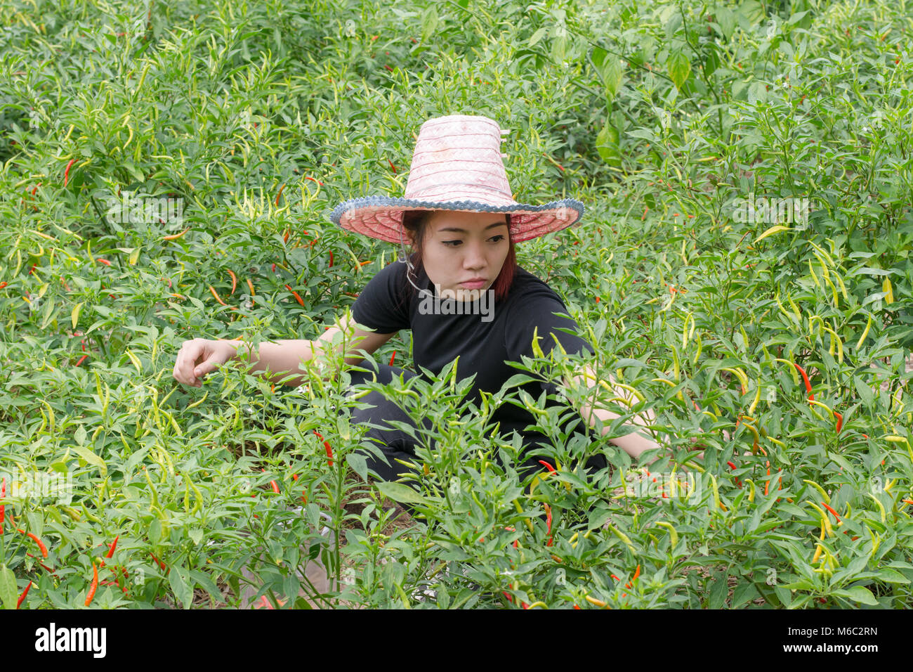 Woman farmer picking chilli in agricultural field Stock Photo - Alamy