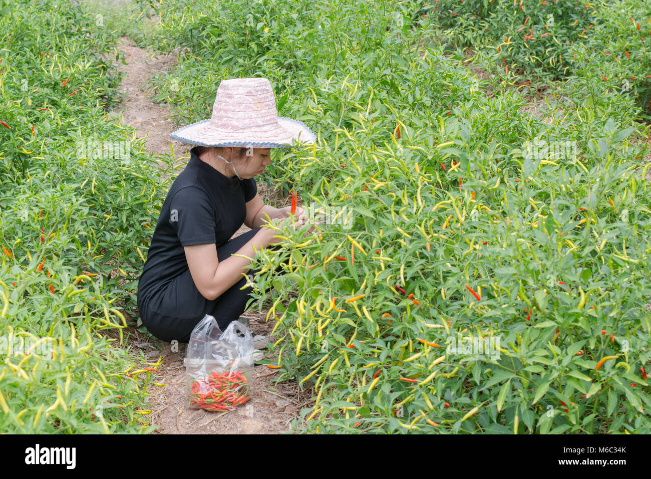 Woman farmer picking chilli in agricultural field Stock Photo - Alamy