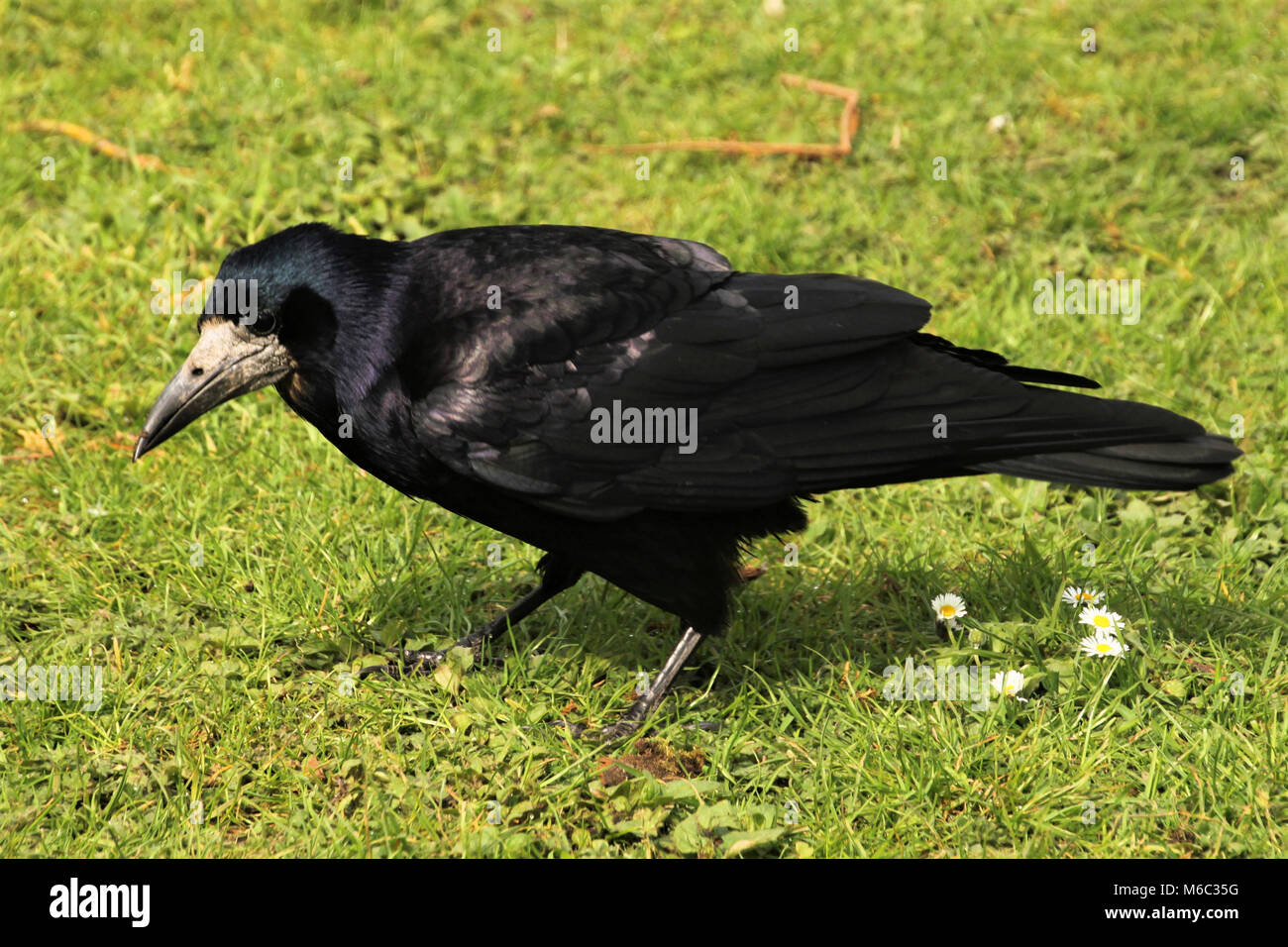 Rook With Food High Resolution Stock Photography and Images - Alamy