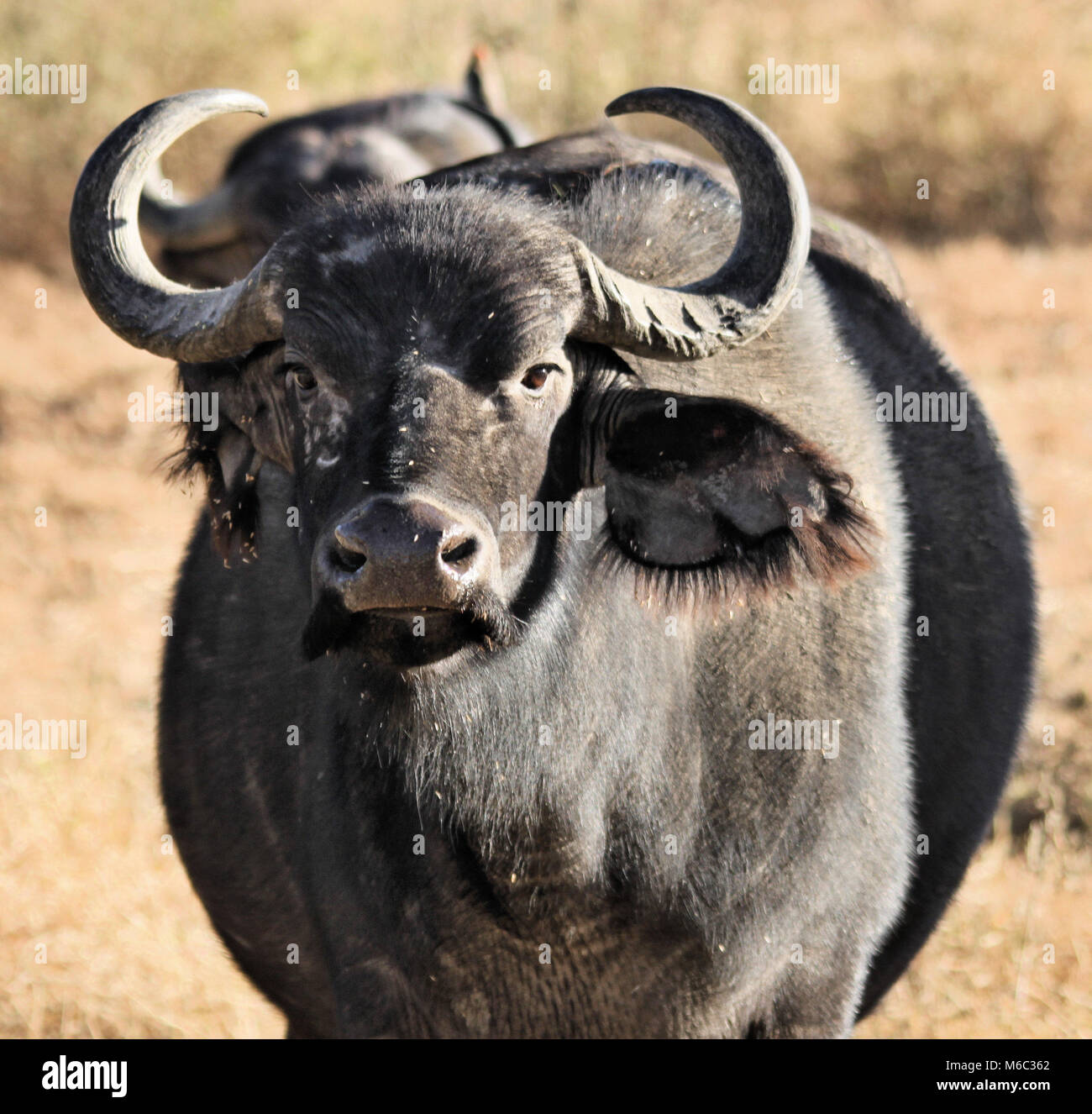 African buffalo baby hi-res stock photography and images - Alamy