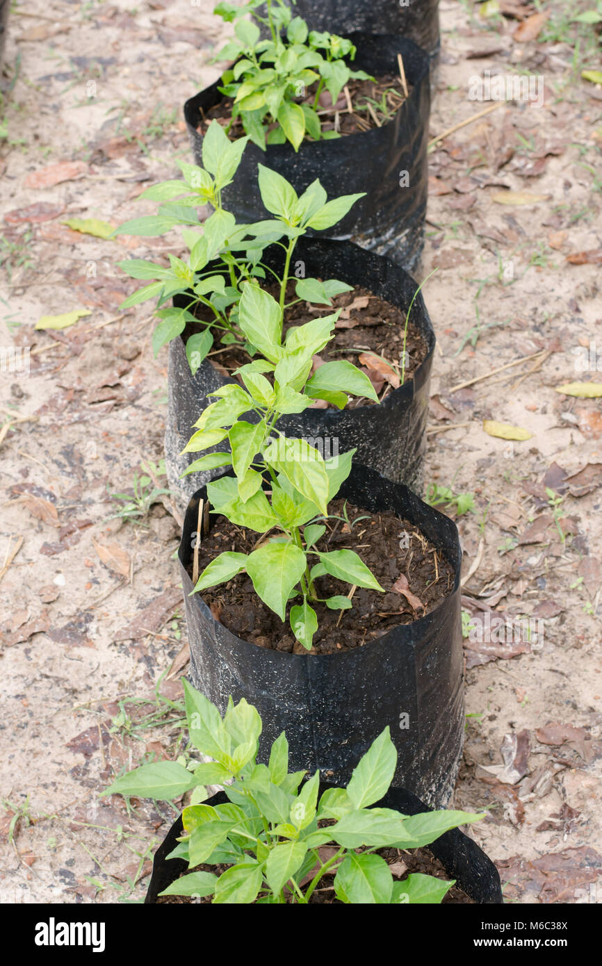 Small chilli plant in black plastic bag Stock Photo - Alamy