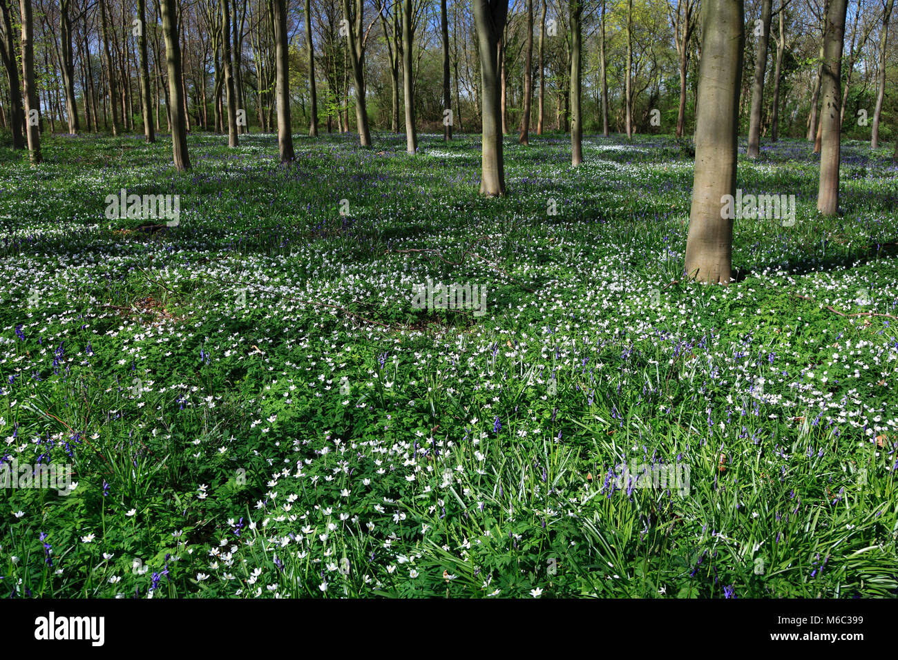 Spring carpet of Bluebell flowers and Wood Anemone Flowers; Rockingham ...