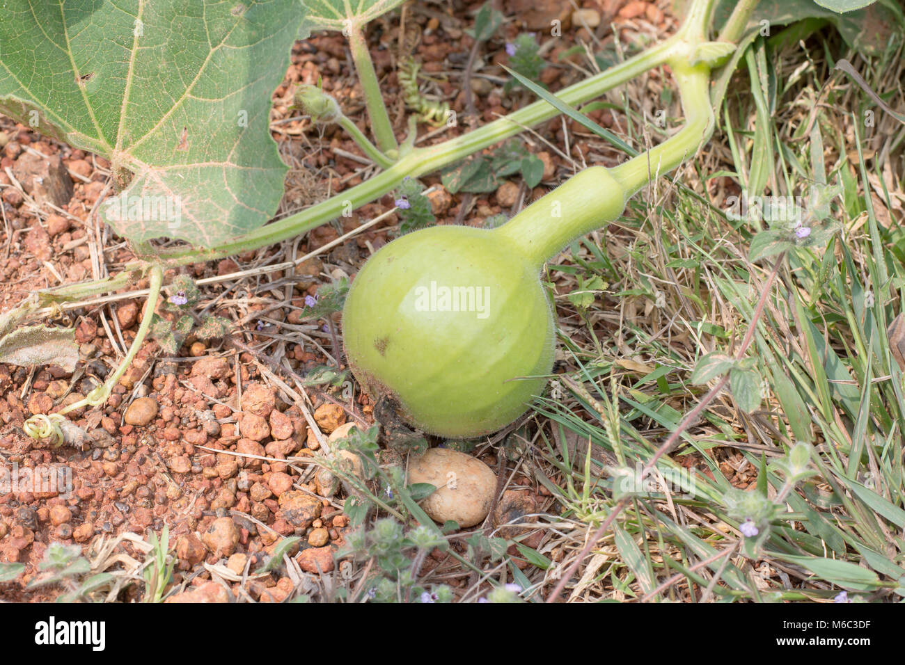 Ornamental calabash hi-res stock photography and images - Alamy