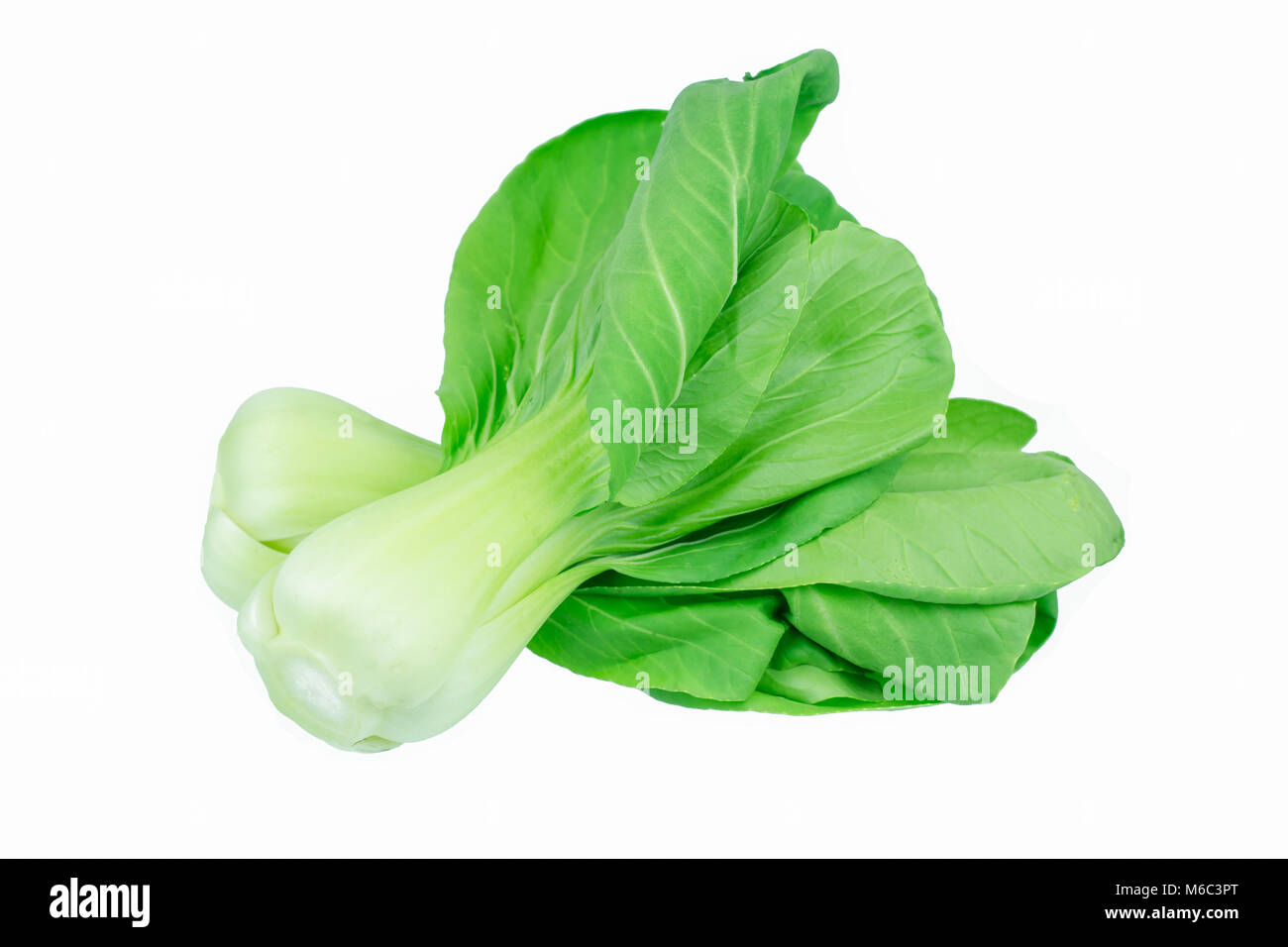 Bok choy (chinese cabbage) isolated on white Stock Photo - Alamy