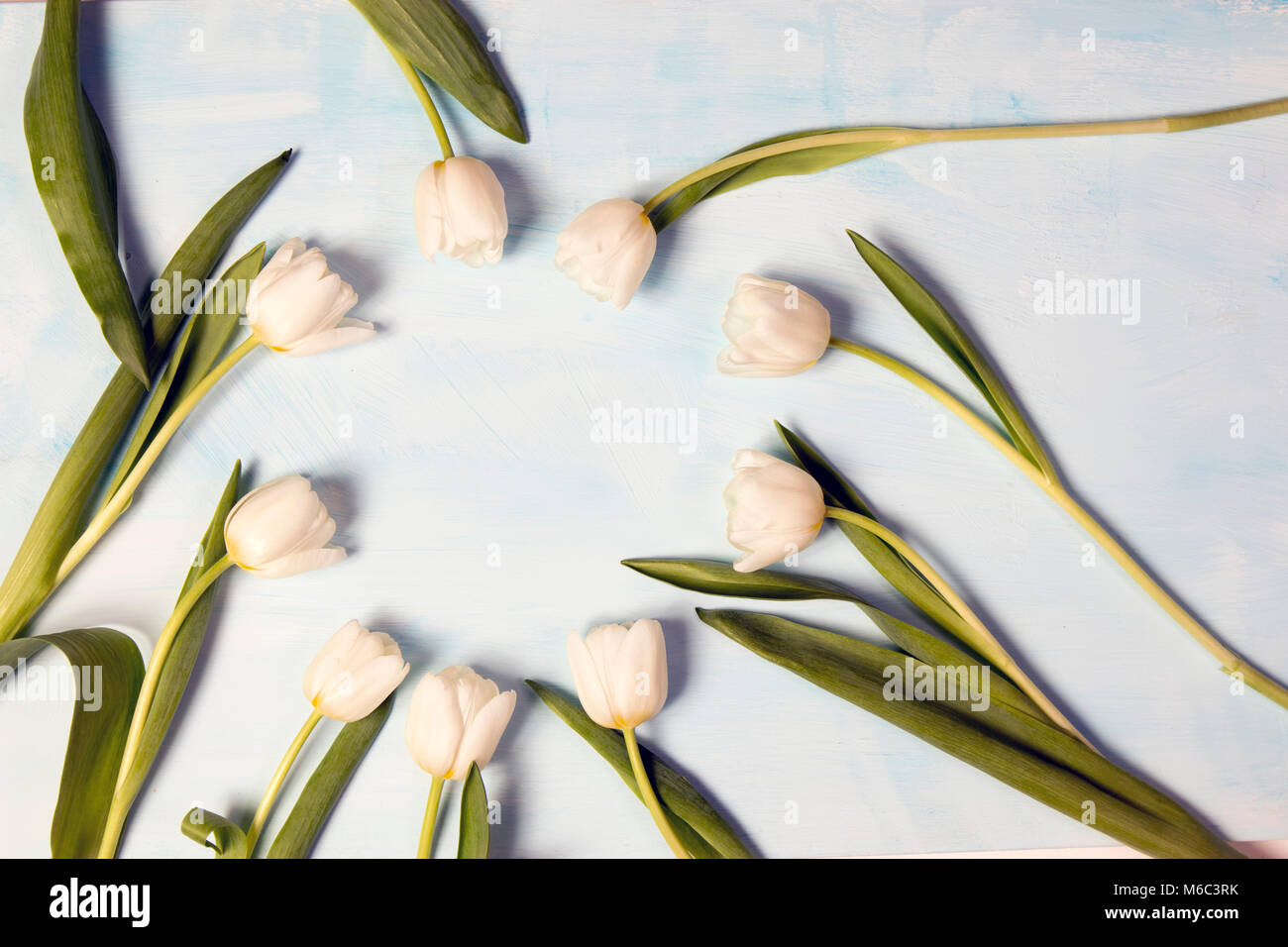 Tulips as a frame on blue background Stock Photo - Alamy