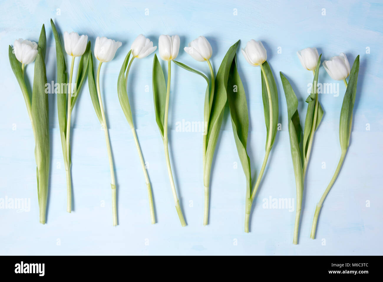 Tulips as a frame on blue background Stock Photo - Alamy