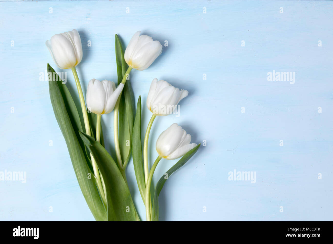 Tulips as a frame on blue background Stock Photo - Alamy