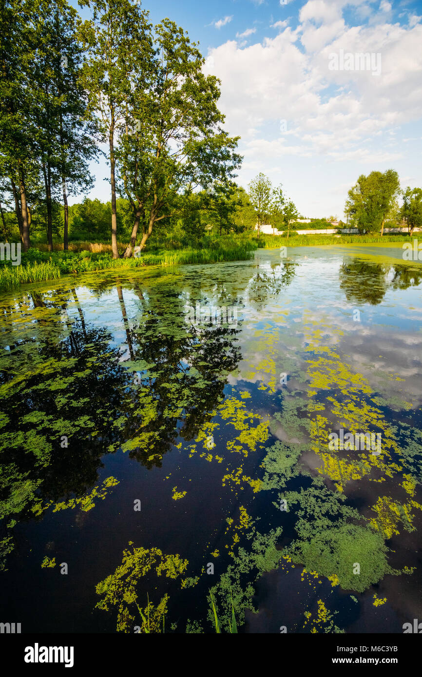 Swamp with duckweed and trees on the shore Stock Photo - Alamy
