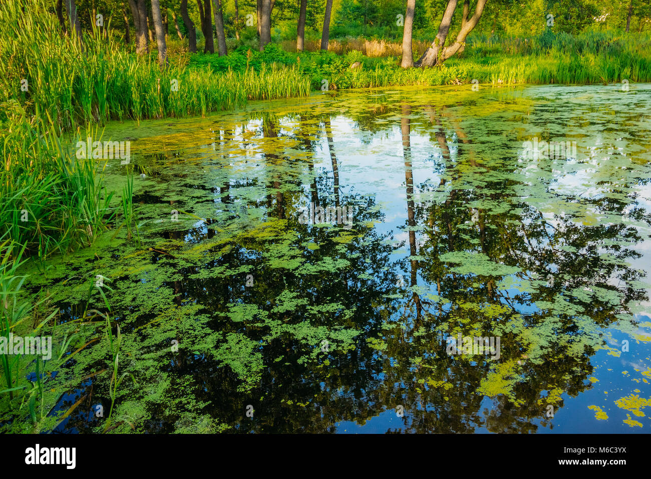 Surface of swamp water with duckweed and reflections Stock Photo - Alamy