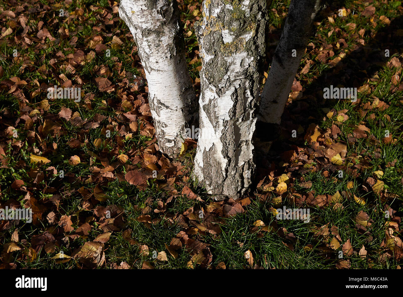 Betula pendula texture hi-res stock photography and images - Alamy
