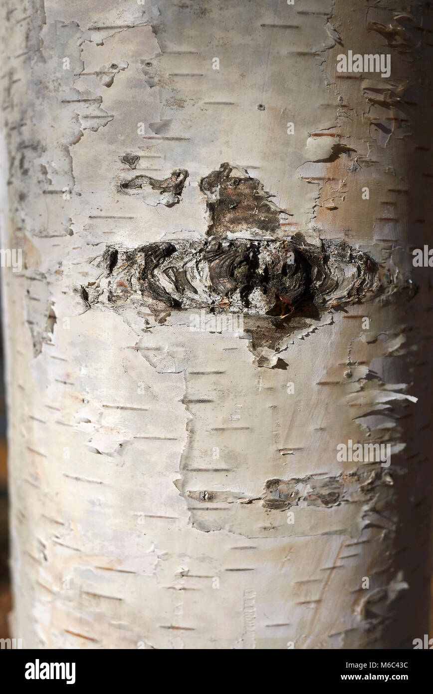 Betula pendula texture hi-res stock photography and images - Alamy