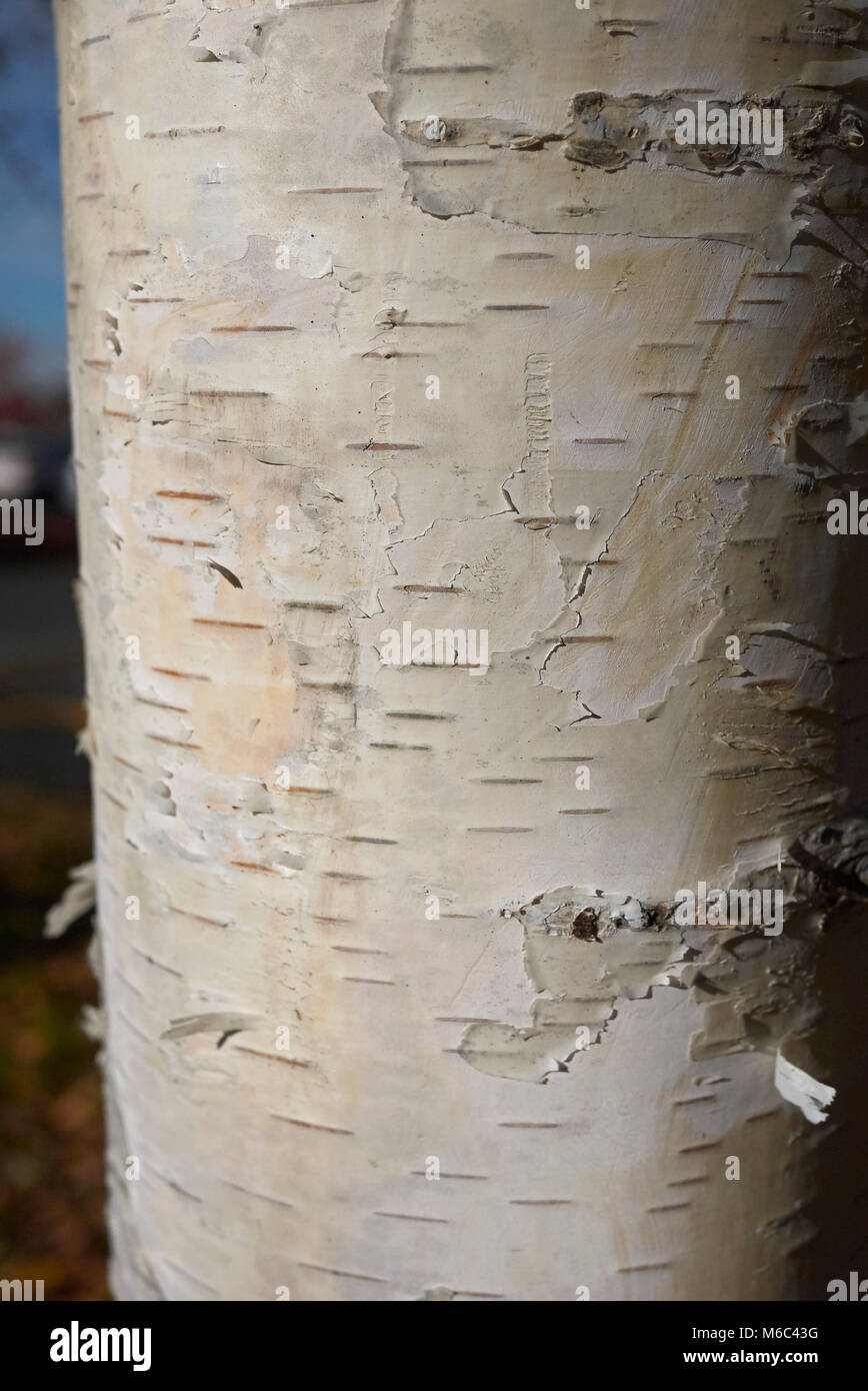 Betula pendula texture hi-res stock photography and images - Alamy