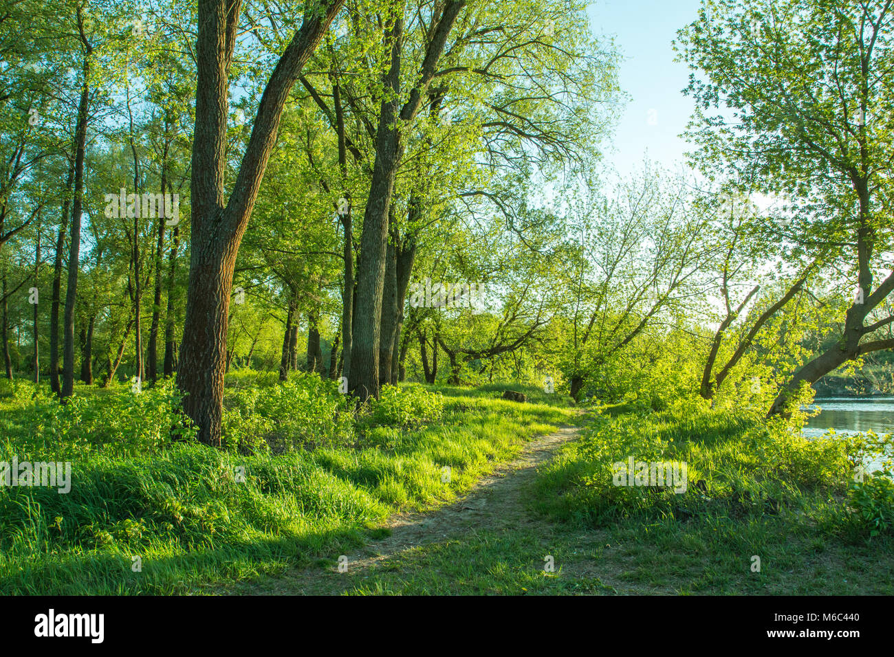 Forest path by the river. Nobody Stock Photo - Alamy