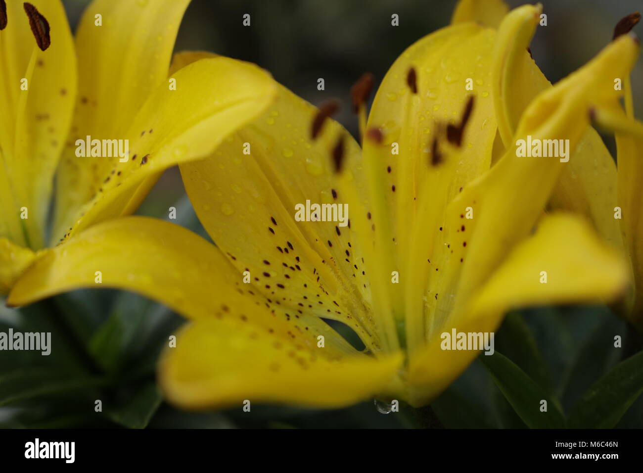 Yellow Lily in close up Stock Photo - Alamy