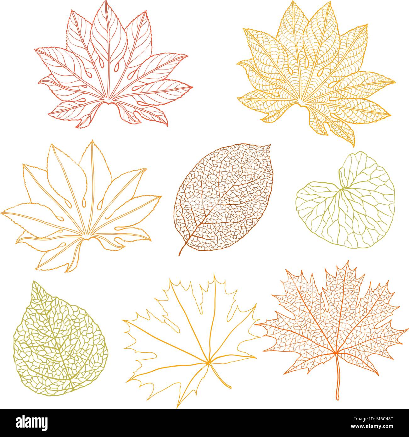 Set of different leaves. A vector illustration Stock Vector Image & Art ...