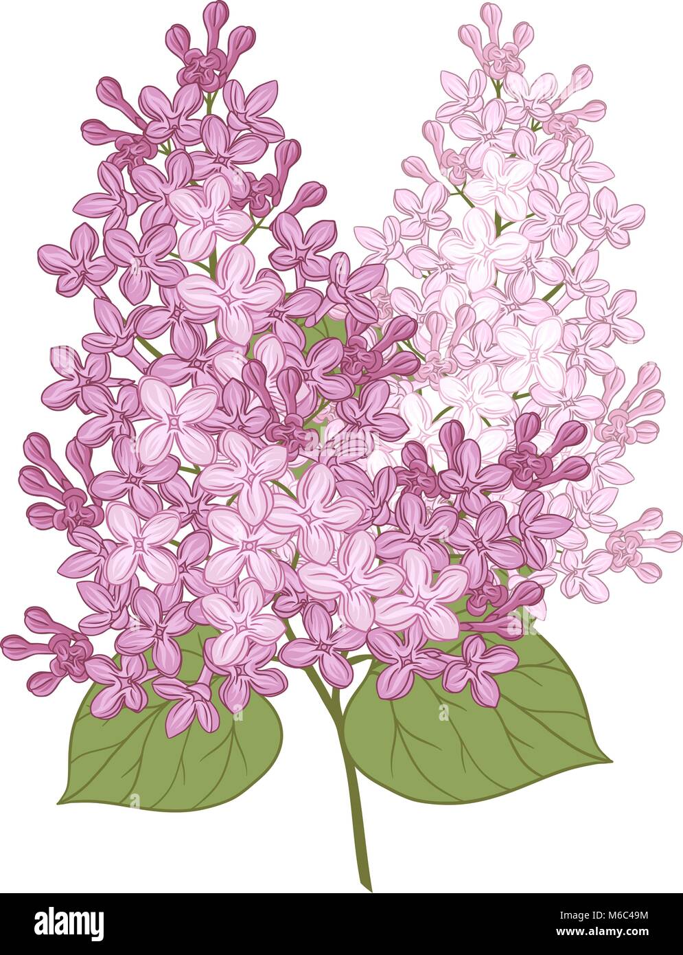 Vector flowers of lilac. Illustration for design Stock Vector Image ...