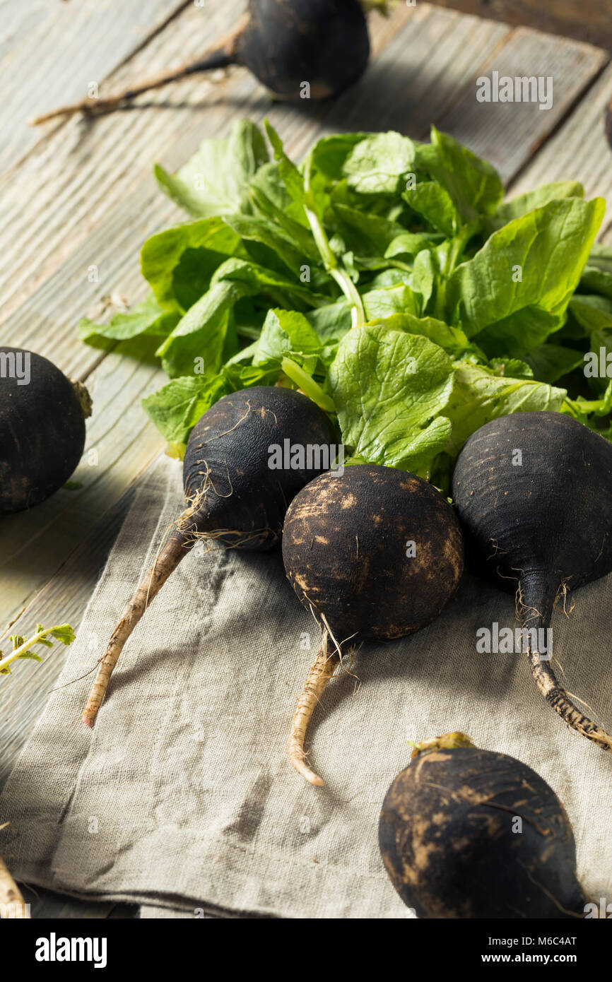 Organic Raw Black Radishes in a Bunch Stock Photo - Alamy