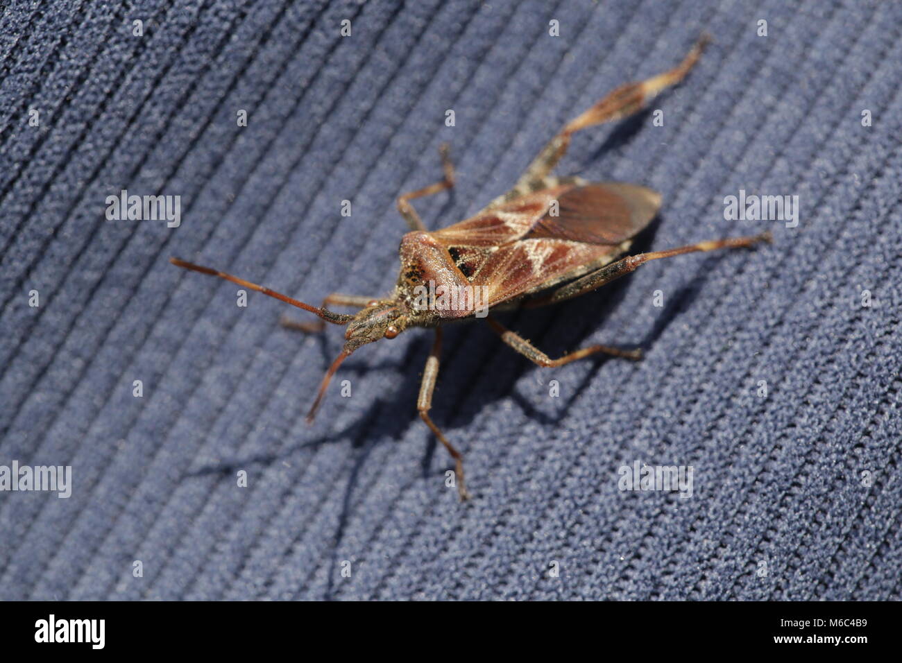 Unknown insect with a beautiful pattern Stock Photo - Alamy