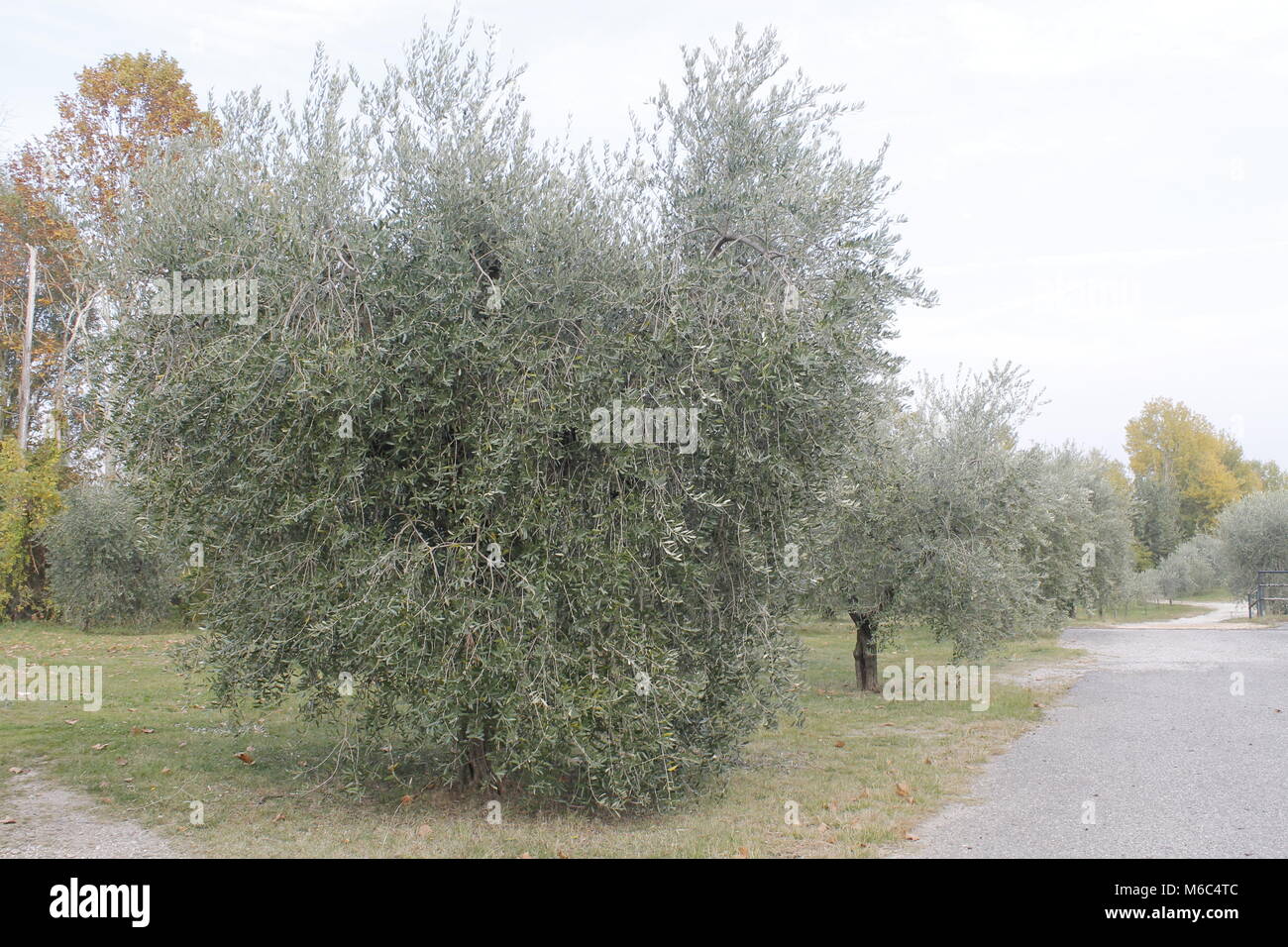 Traditional italian scene of olive grove hi-res stock photography and ...