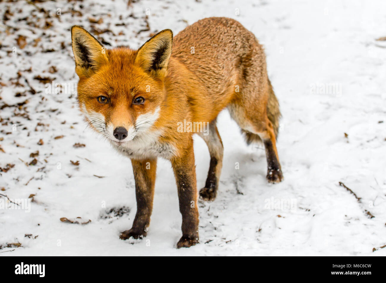 Red fox snow woodland hi-res stock photography and images - Alamy