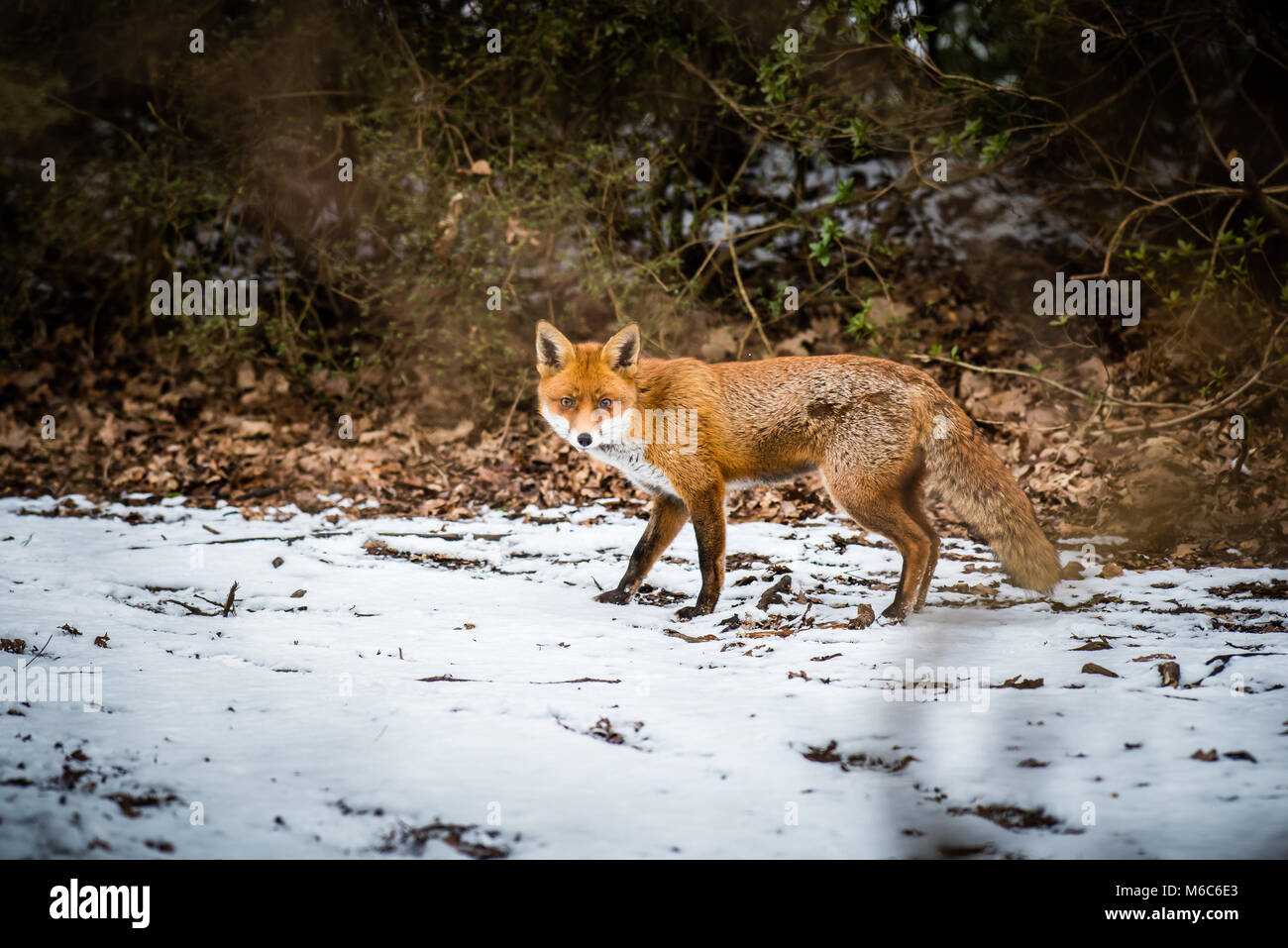 Red Fox looking for food in the snow on a woodland path in country park ...