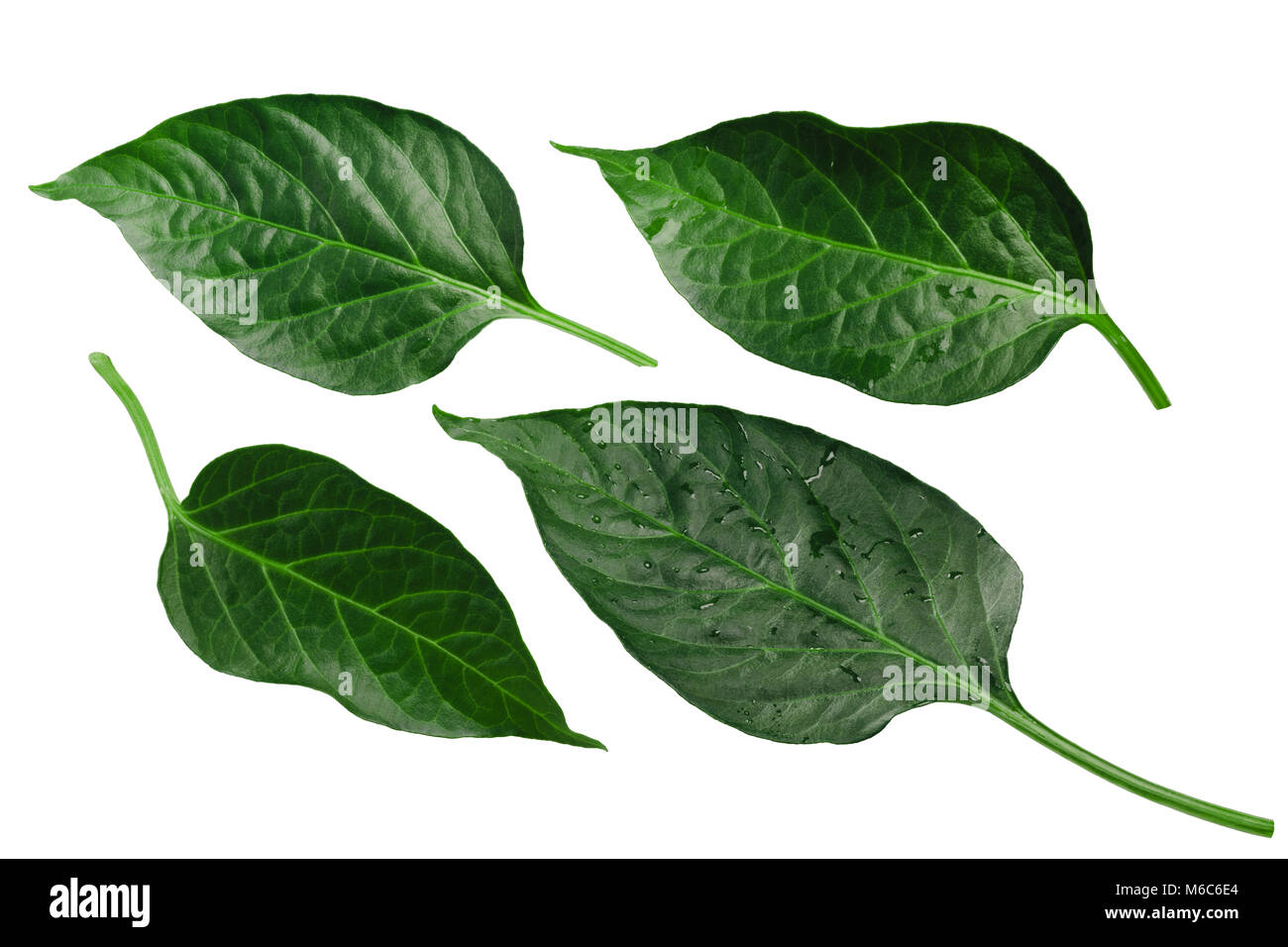 Capsicum annuum (chile pepper) leaves. Clipping path for each Stock ...