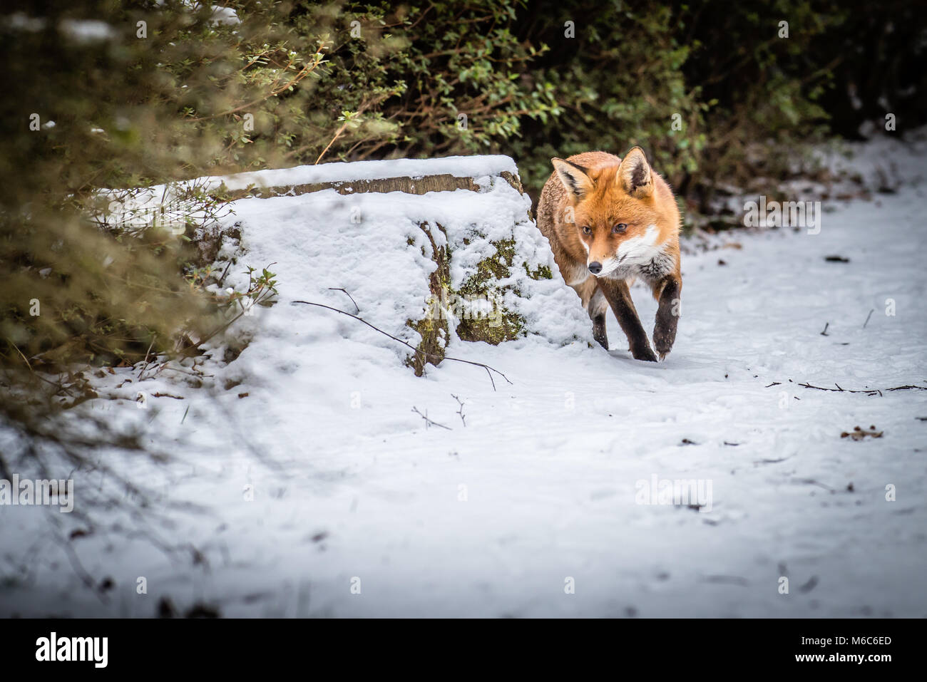 Red fox snow woodland hi-res stock photography and images - Alamy
