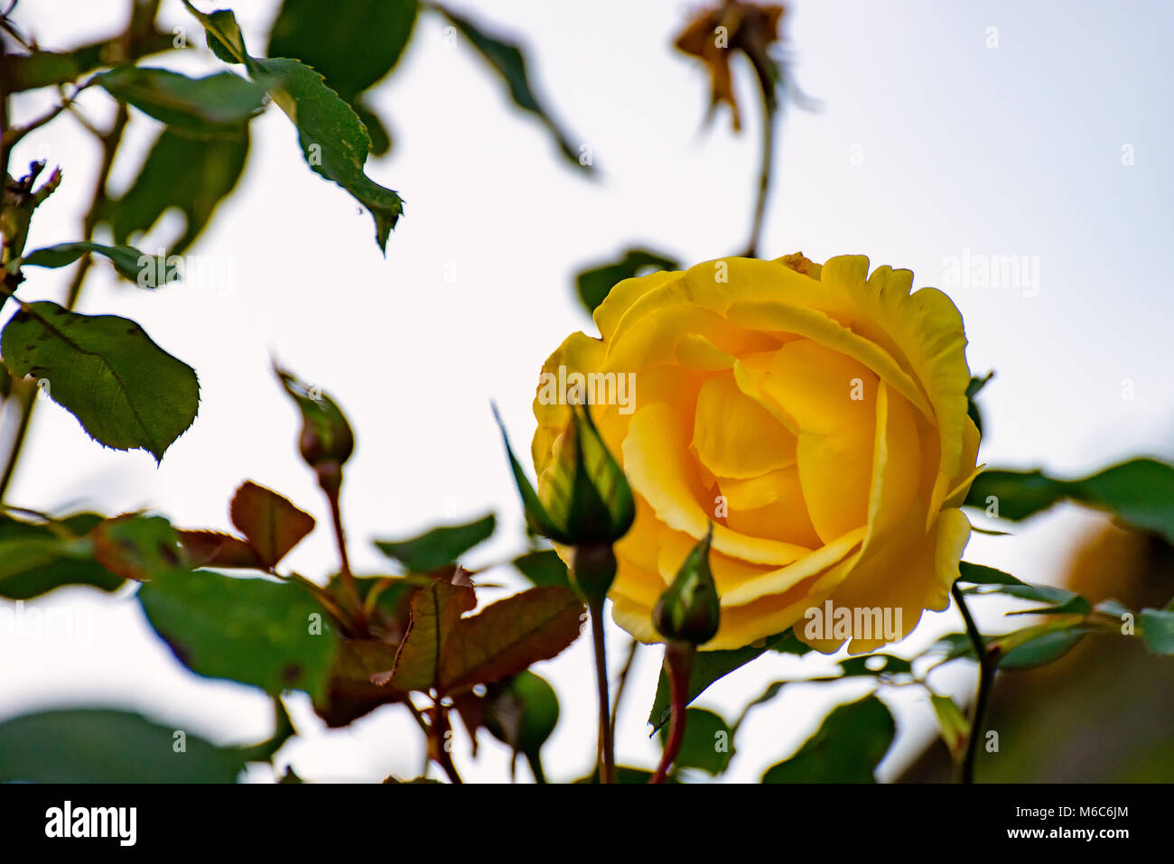 The big Yellow Rose in the Autumn Stock Photo - Alamy