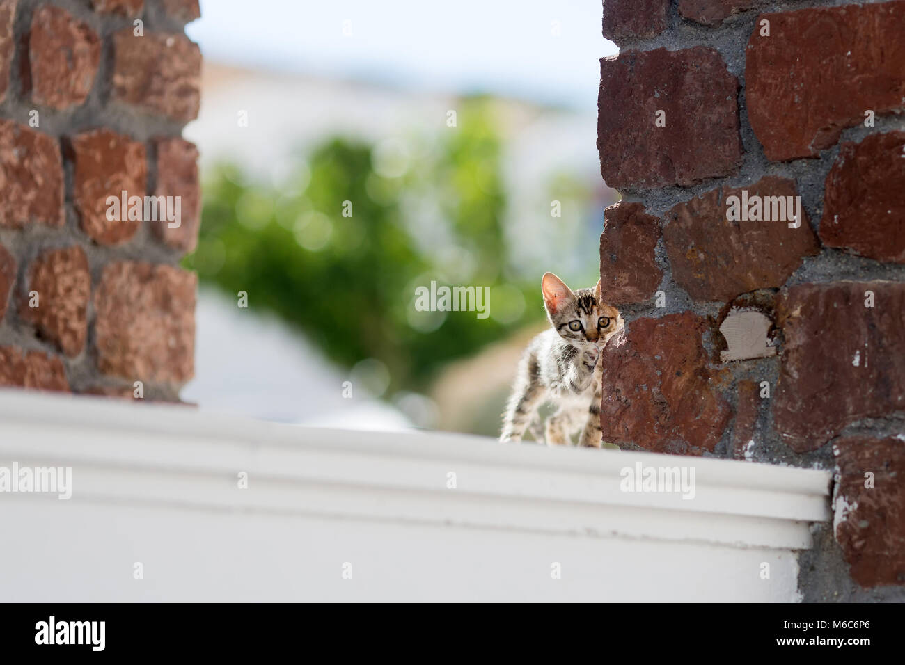 Cute little tabby kitten looks from behind the wall Stock Photo - Alamy