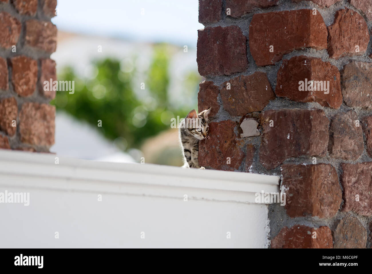 Cute little tabby kitten looks from behind the wall Stock Photo - Alamy