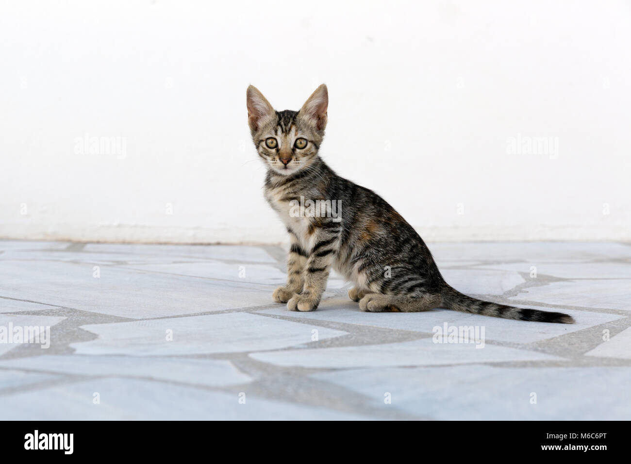 Cute little kitten sitting on the floor Stock Photo - Alamy