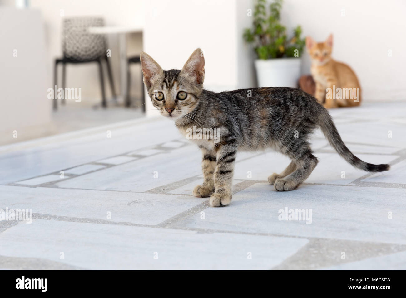 Cute little kitten standing on the floor Stock Photo - Alamy