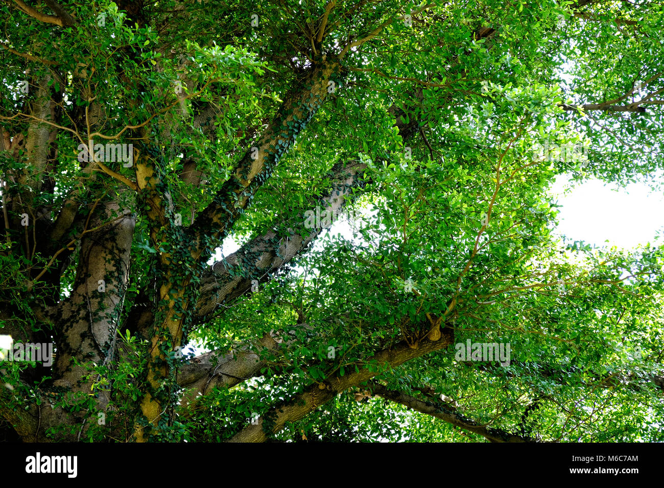 Big tree with a lot of branches and green leaves Stock Photo - Alamy