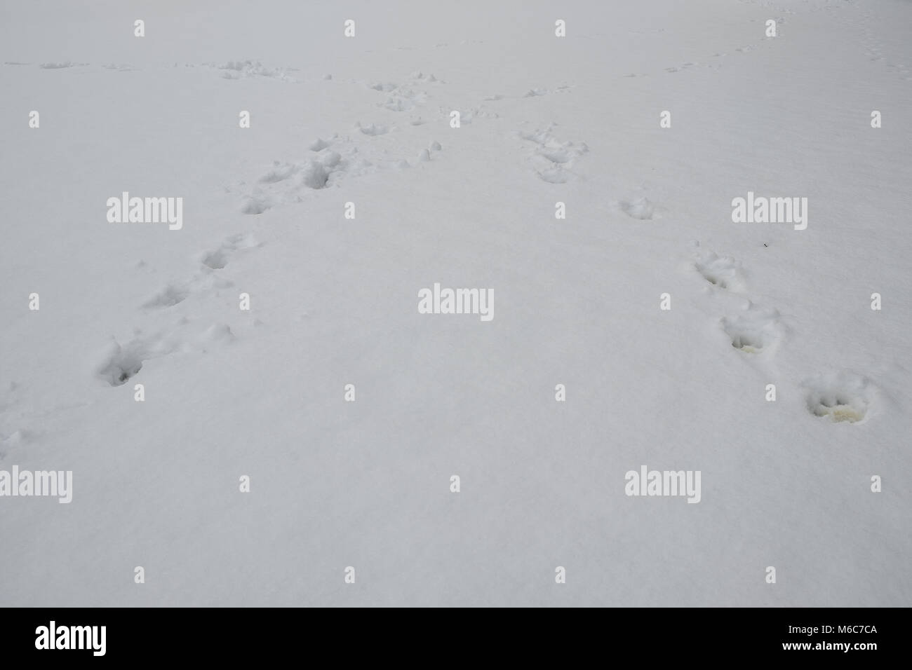Fox tracks in snow hi-res stock photography and images - Alamy