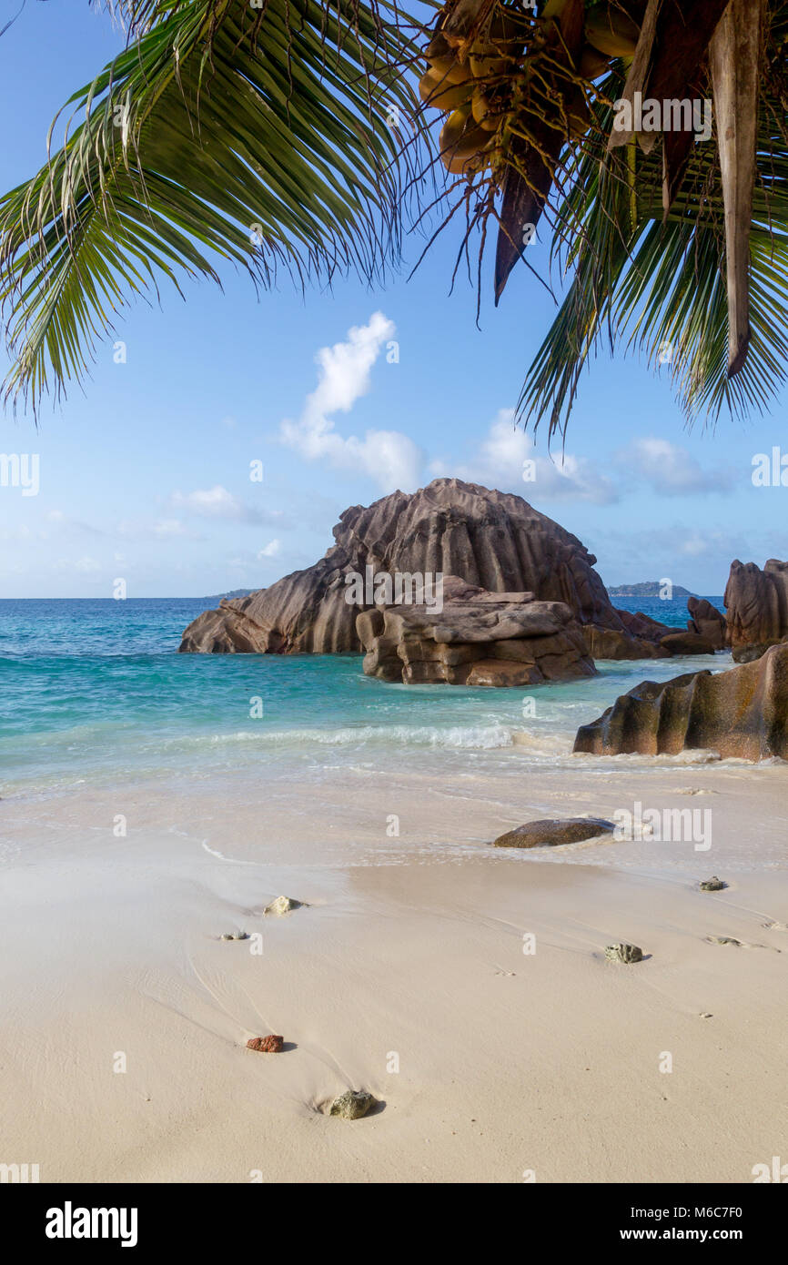 Seychelles vegetation palm trees hi-res stock photography and images ...
