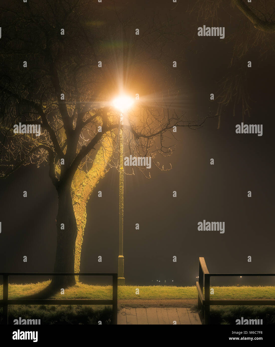 Lamp post and tree on a misty night Stock Photo - Alamy