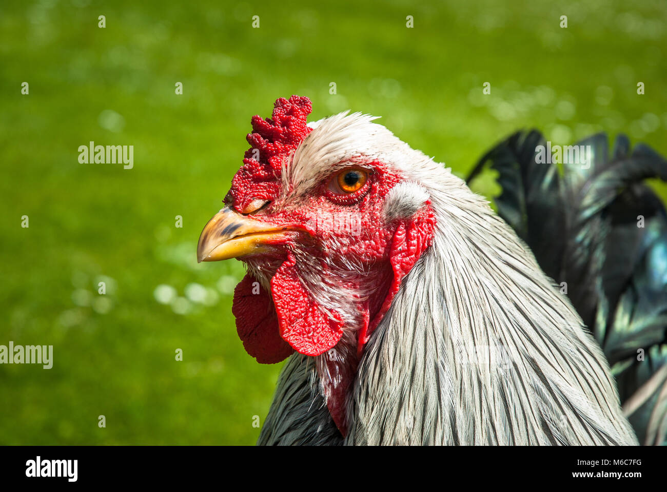 Close detail of a white cockerel Stock Photo - Alamy