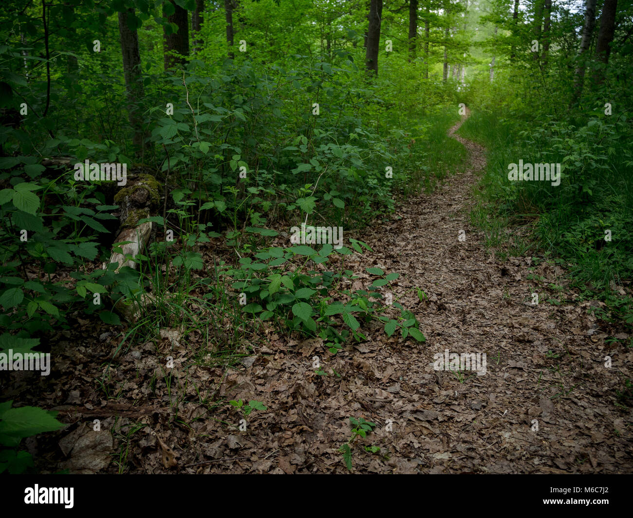 Small path in green forrest Stock Photo - Alamy
