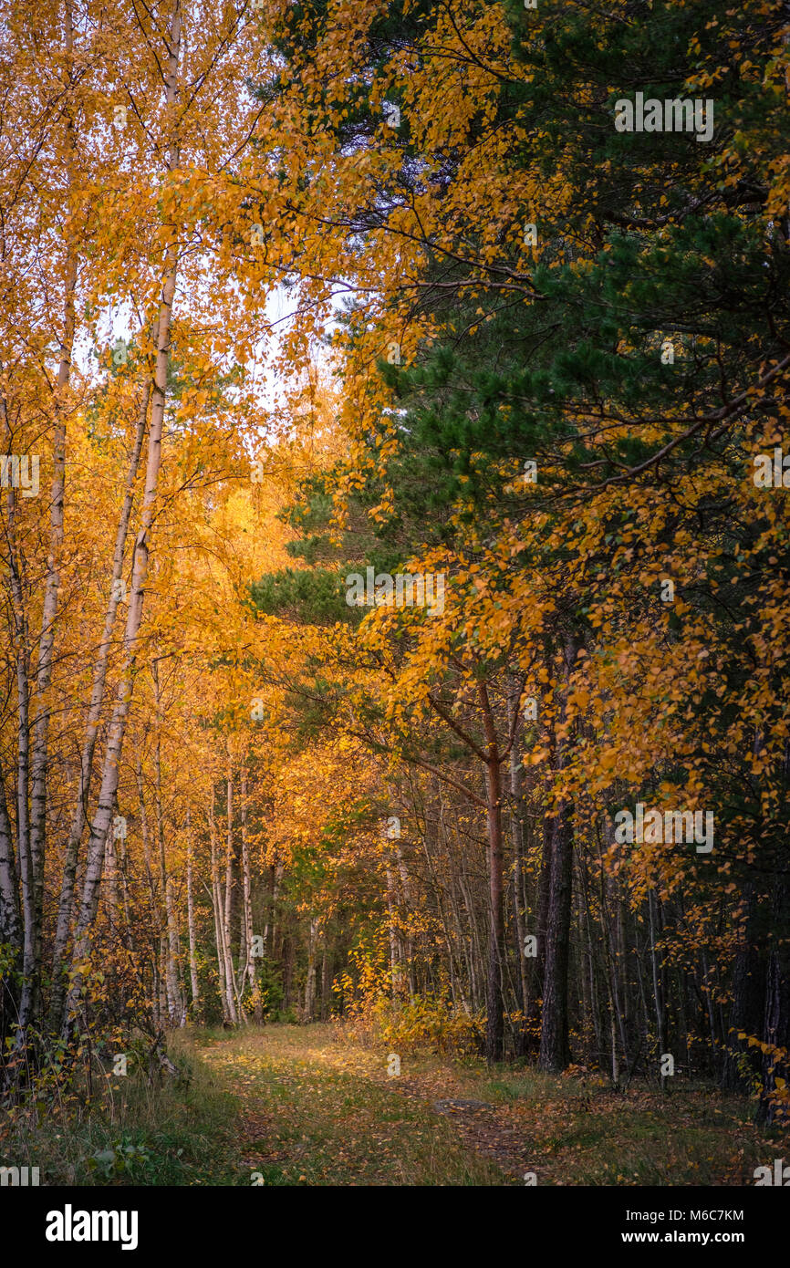 Fall colours in forest Stock Photo - Alamy