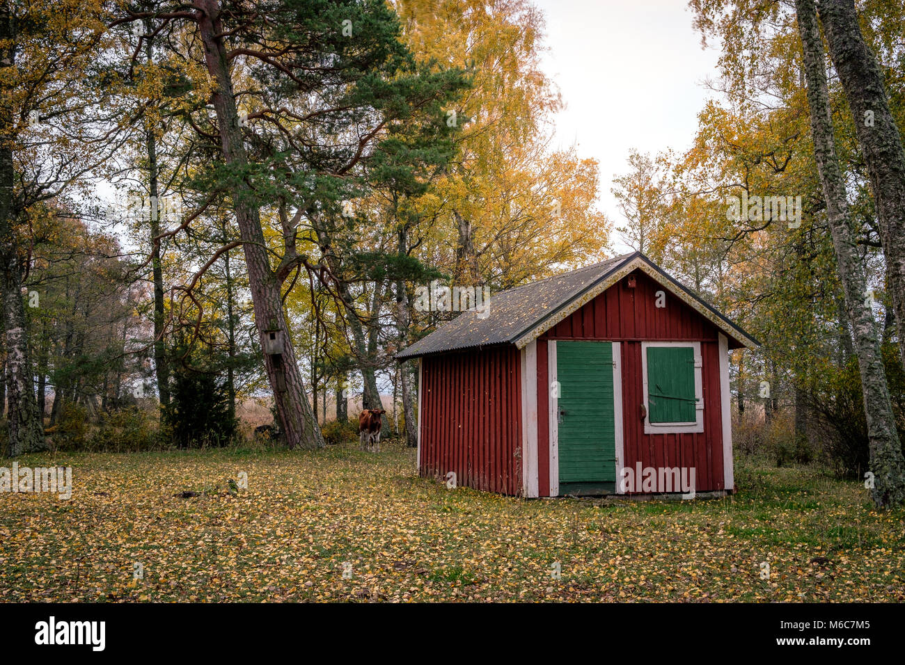 Small red house in forest Stock Photo - Alamy