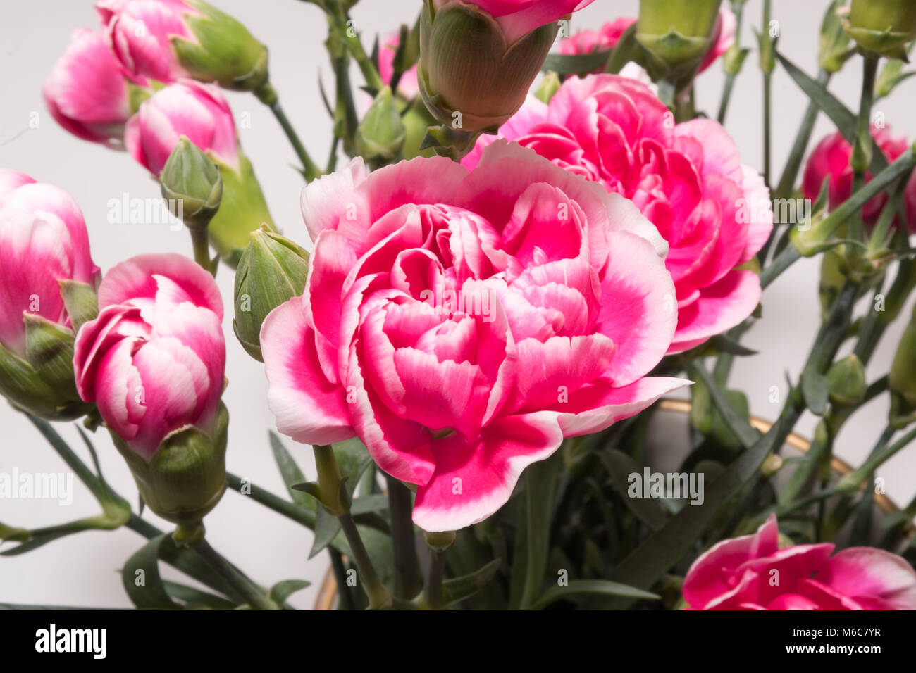 Carnation (Dianthus caryophyllus Stock Photo - Alamy